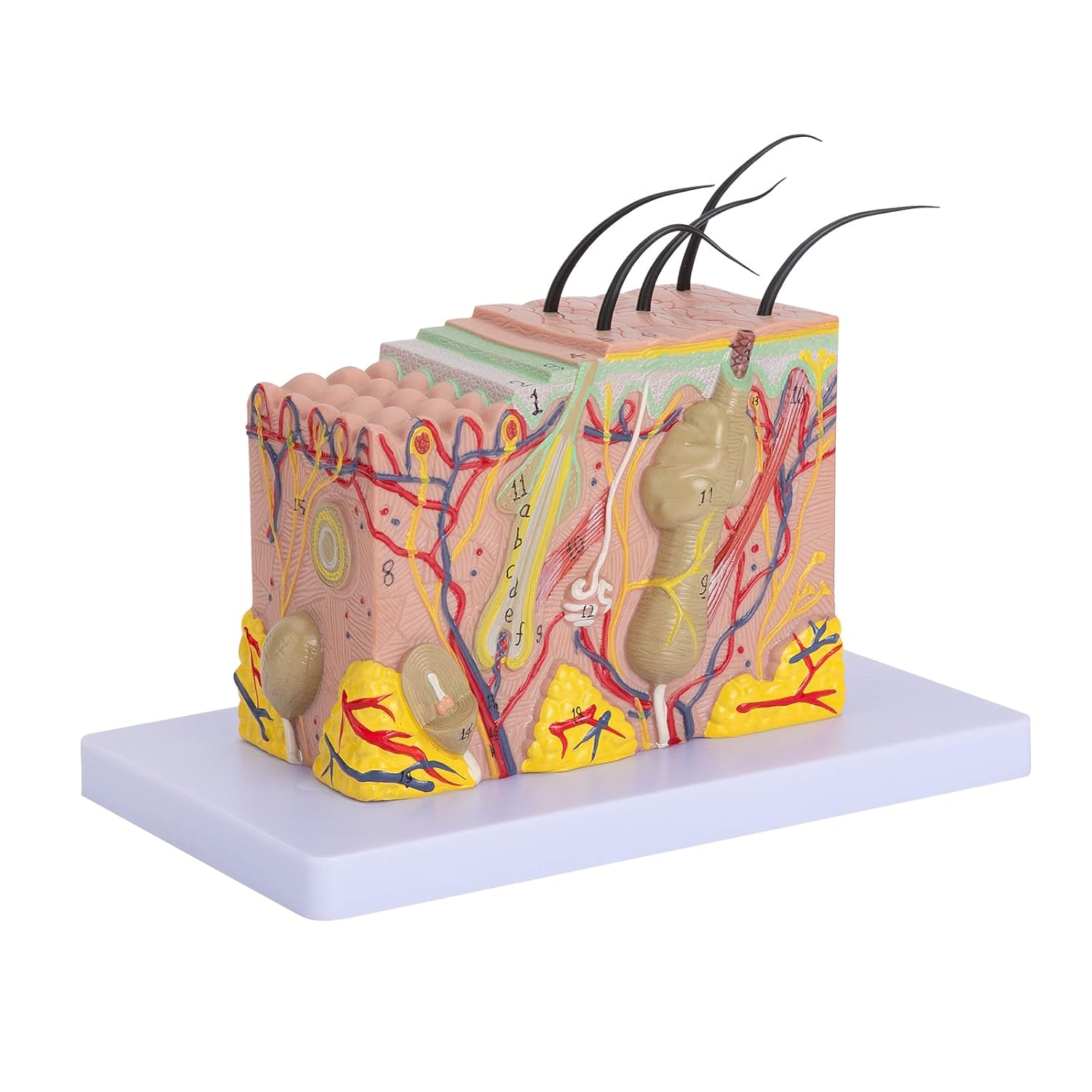 Amazon.com: LVCHEN Skin Anatomical Model - Skin Layers Anatomy Model ...