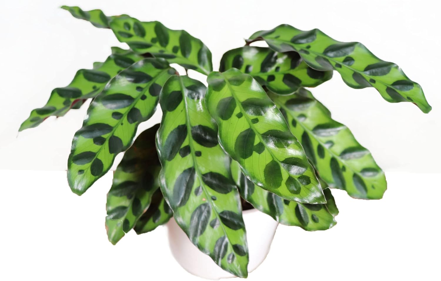 Amazon.com : Calathea Indoor Plant, Live Houseplant 4 inch Grower's Pot ...