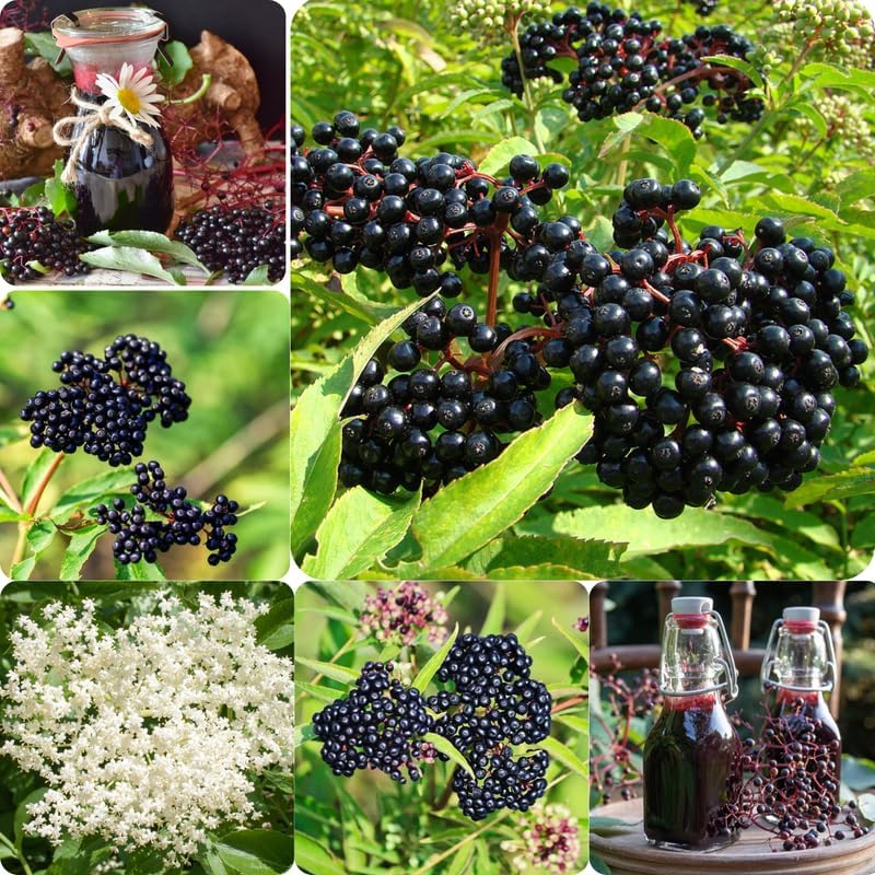 Amazon.com : 2 American Elderberry Trees Live Plants for Planting 6-12 ...