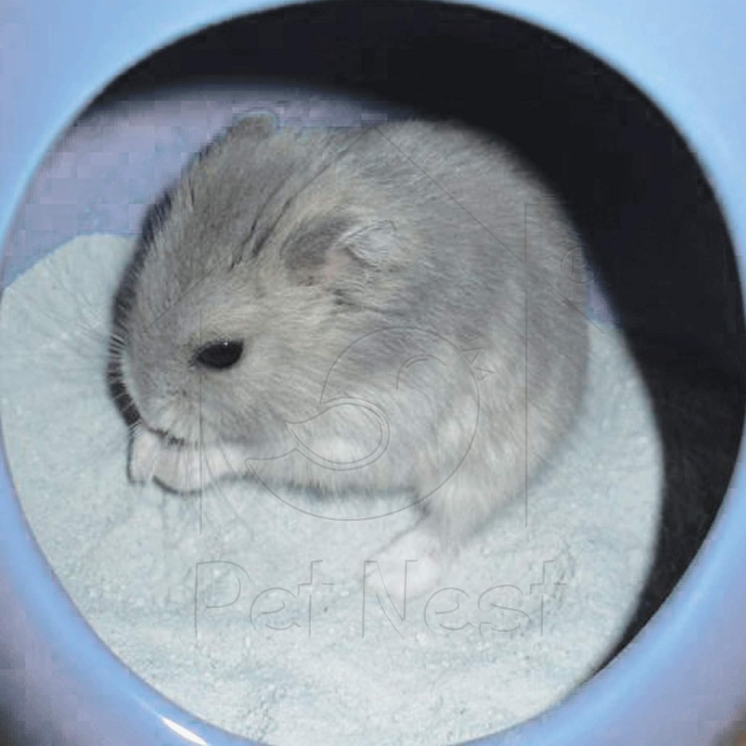 PetNest 1000 gm Hamster Bathing Sand,Gerbil Powder Grooming Sand for ...