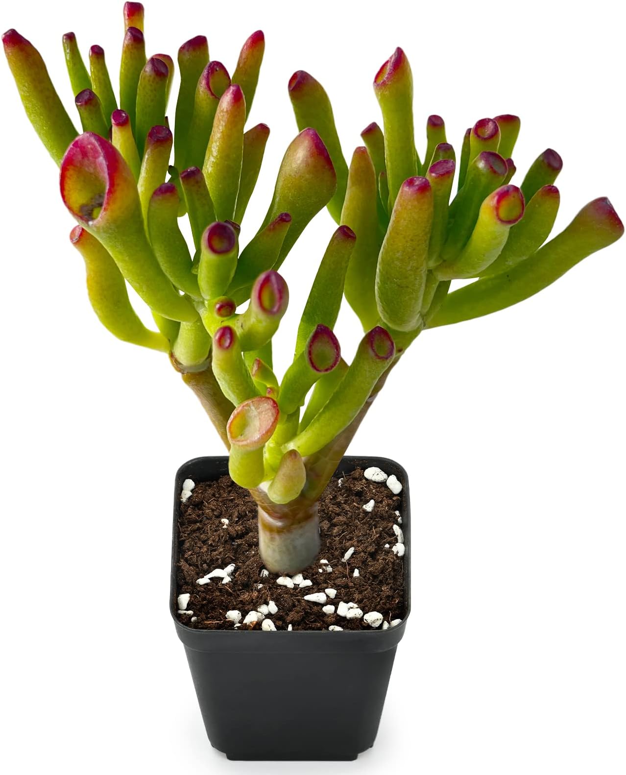 Amazon.com : Pencil Cactus Indian Tree Spurge (euphorbia tirucalli) 10 ...