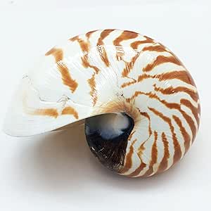 PEPPERLONELY Natural Chambered Nautilus Shells 6 Inch~7 Inch: Home ...