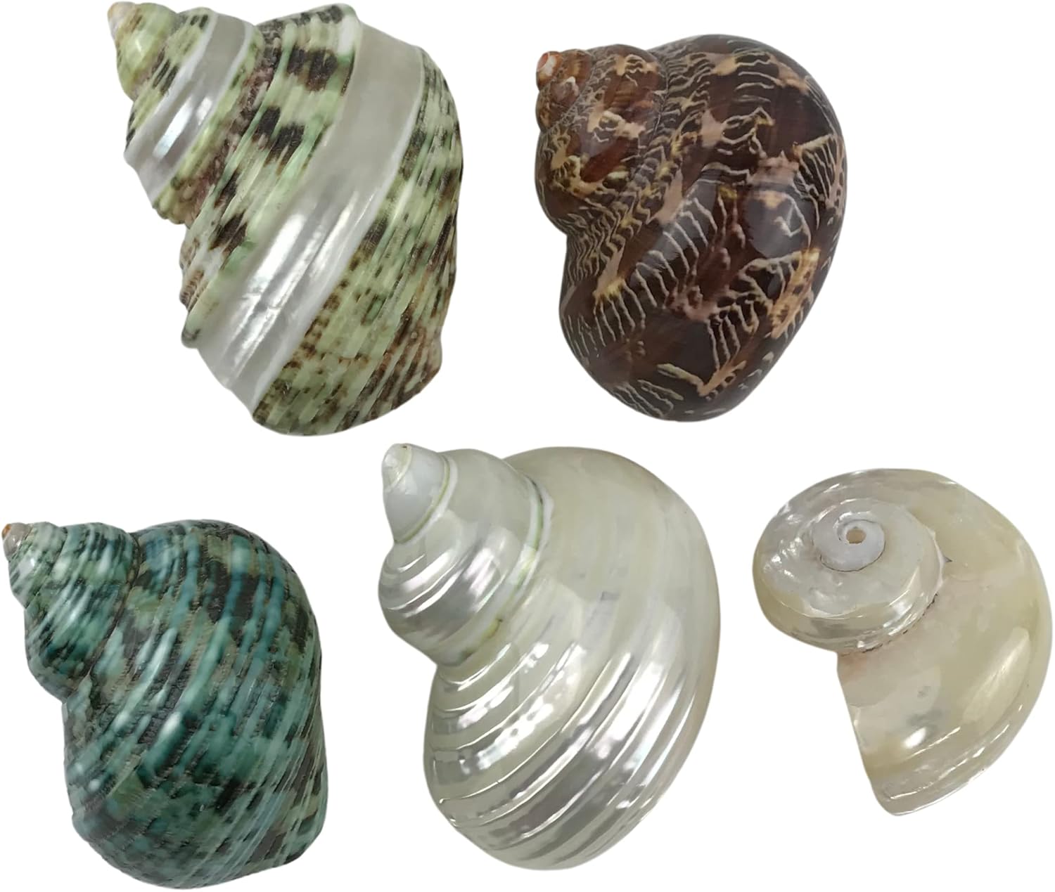Amazon.com : MMvolesy Assorted Turbo Shell,Hermit Crab Shells 5Pc : Pet ...