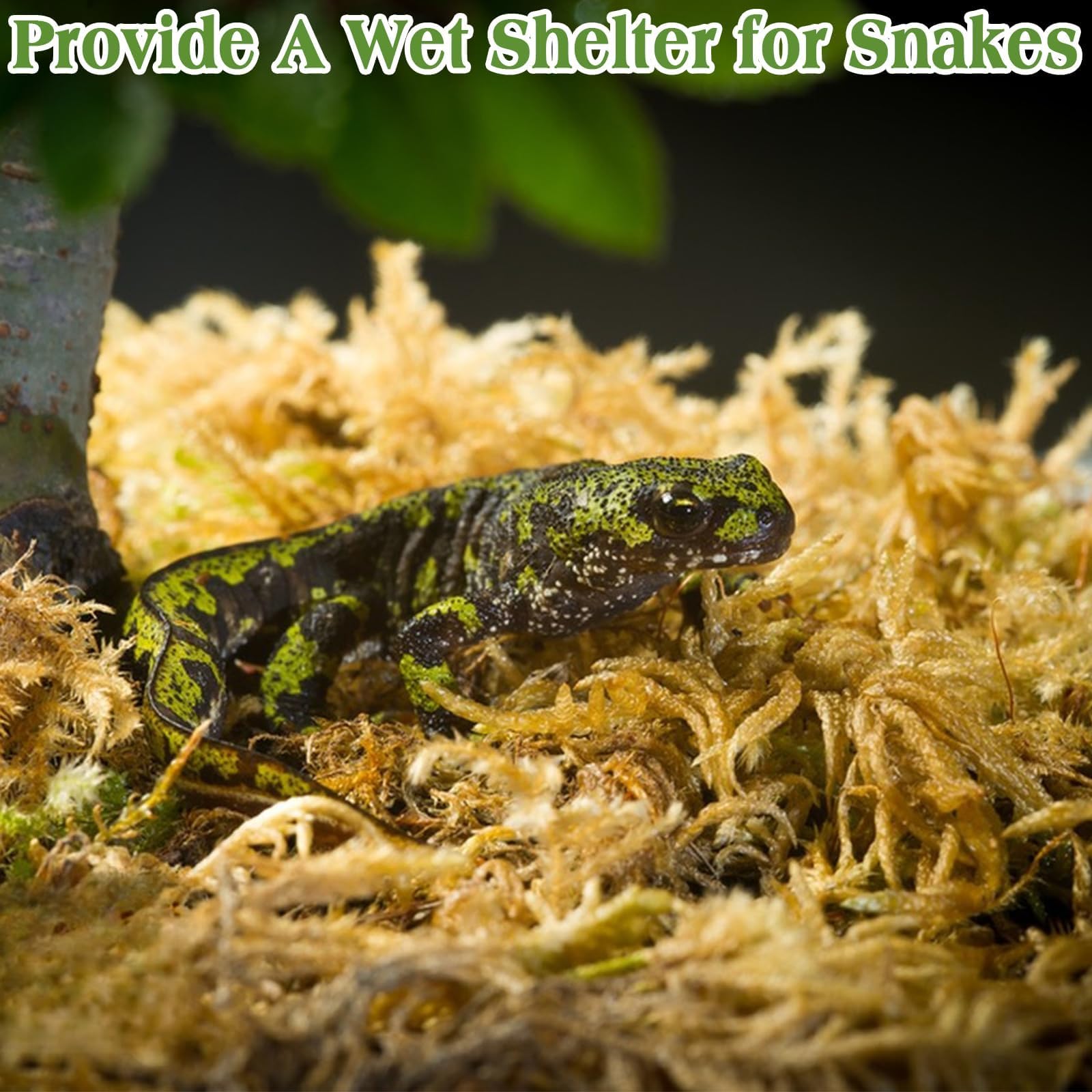 Snapklik.com : 9OZ Natural Sphagnum Moss For Reptiles Premium Reptile ...