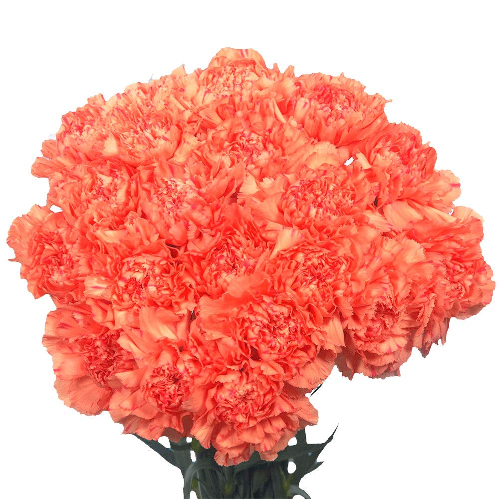 Amazon.com : GlobalRose 200 Fresh Cut Fall Color Carnations - Fresh ...