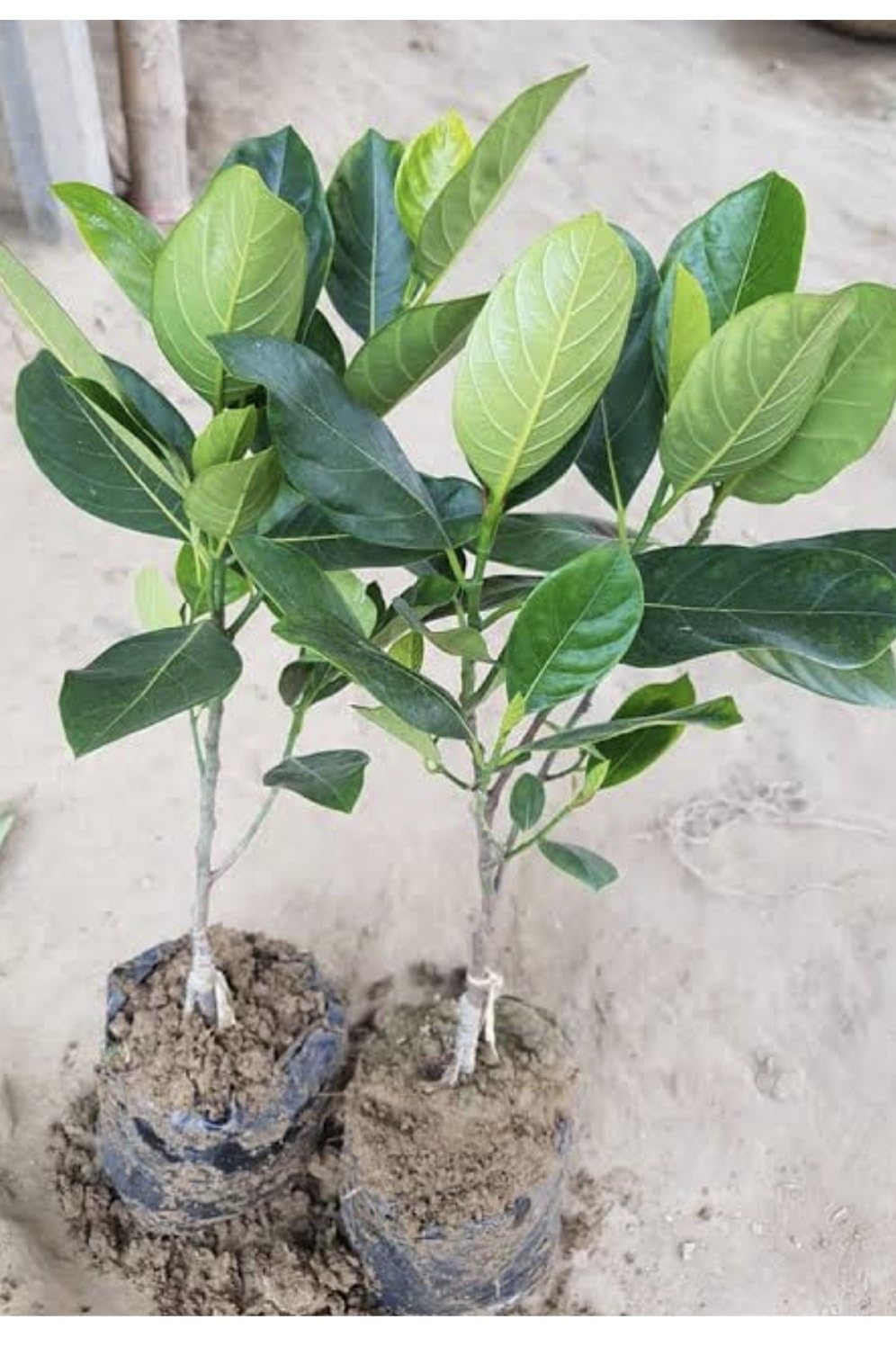 Jackfruit plant all season,plant for all season jackfruit (Pack of 1 ...