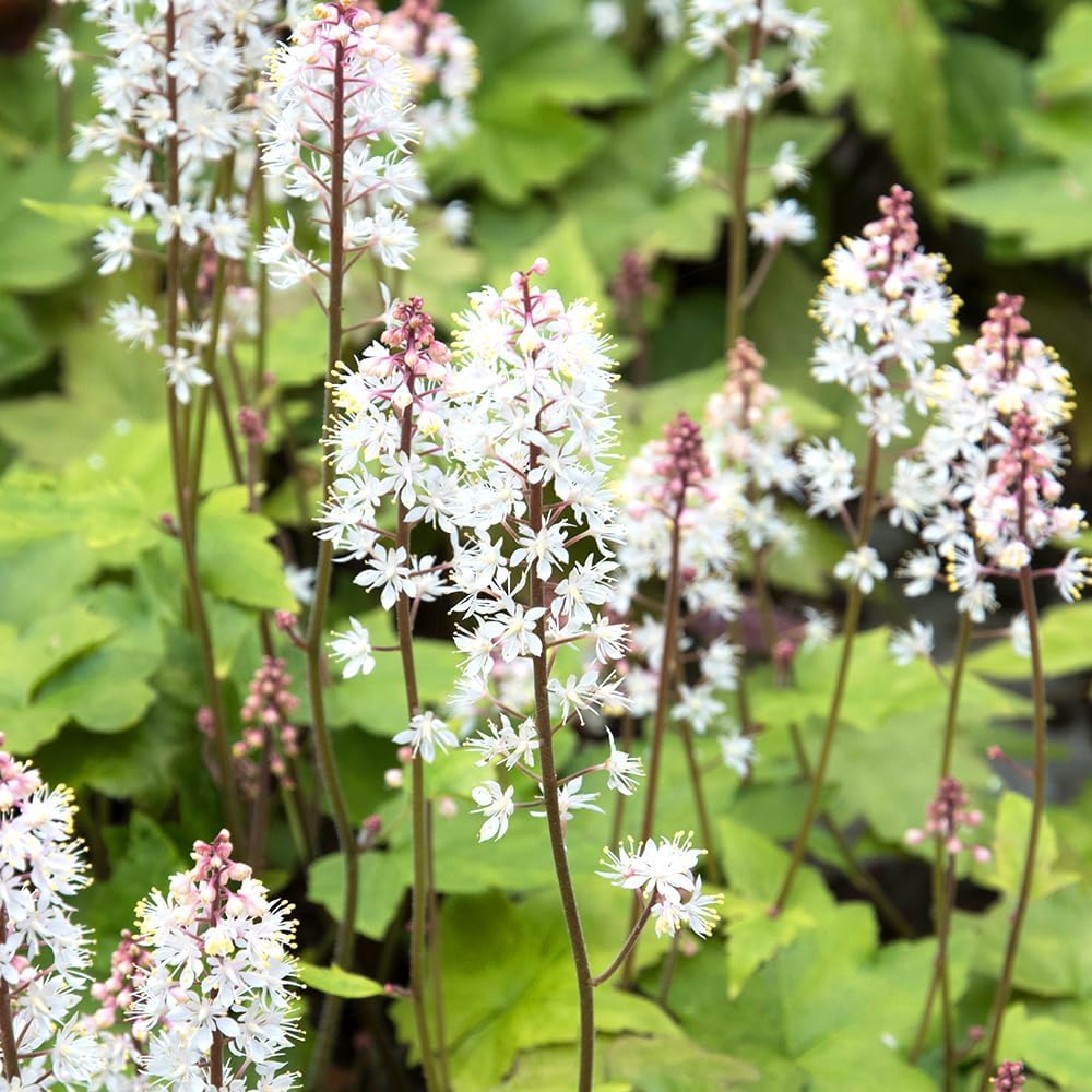 Amazon.co.jp: ITANSE ティアレア ウィリー 3.5号 1個売り【品種で選べる花苗】日陰でもよく咲く丈夫な花です。 : DIY・工具・ガーデン