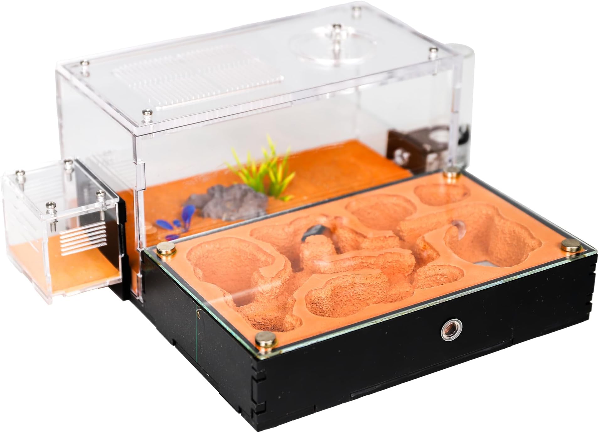 Rimsunta Ant Farm Ant House for ant Farm for Adults Study of Ant ...