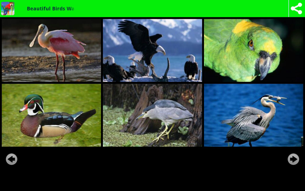 Beautiful Birds Wallpapers - App on Amazon Appstore