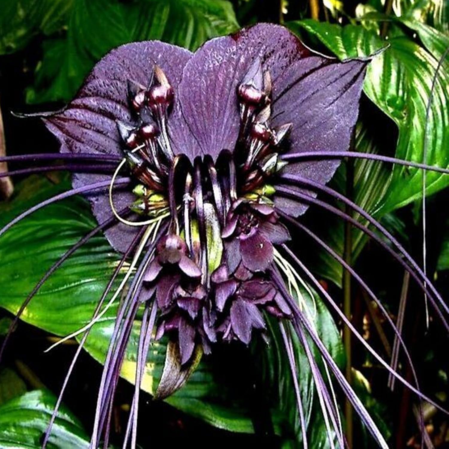 Amazon.com : Tacca Chantrieri Black Bat Orchid Plant Live Indoor, Black ...