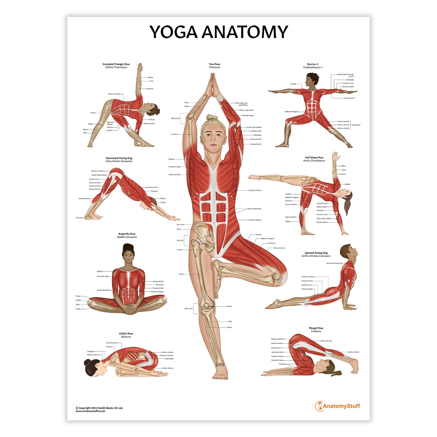 Yoga Anatomy Poster/Chart, Anatomy and Physiology Posters, Fitness ...