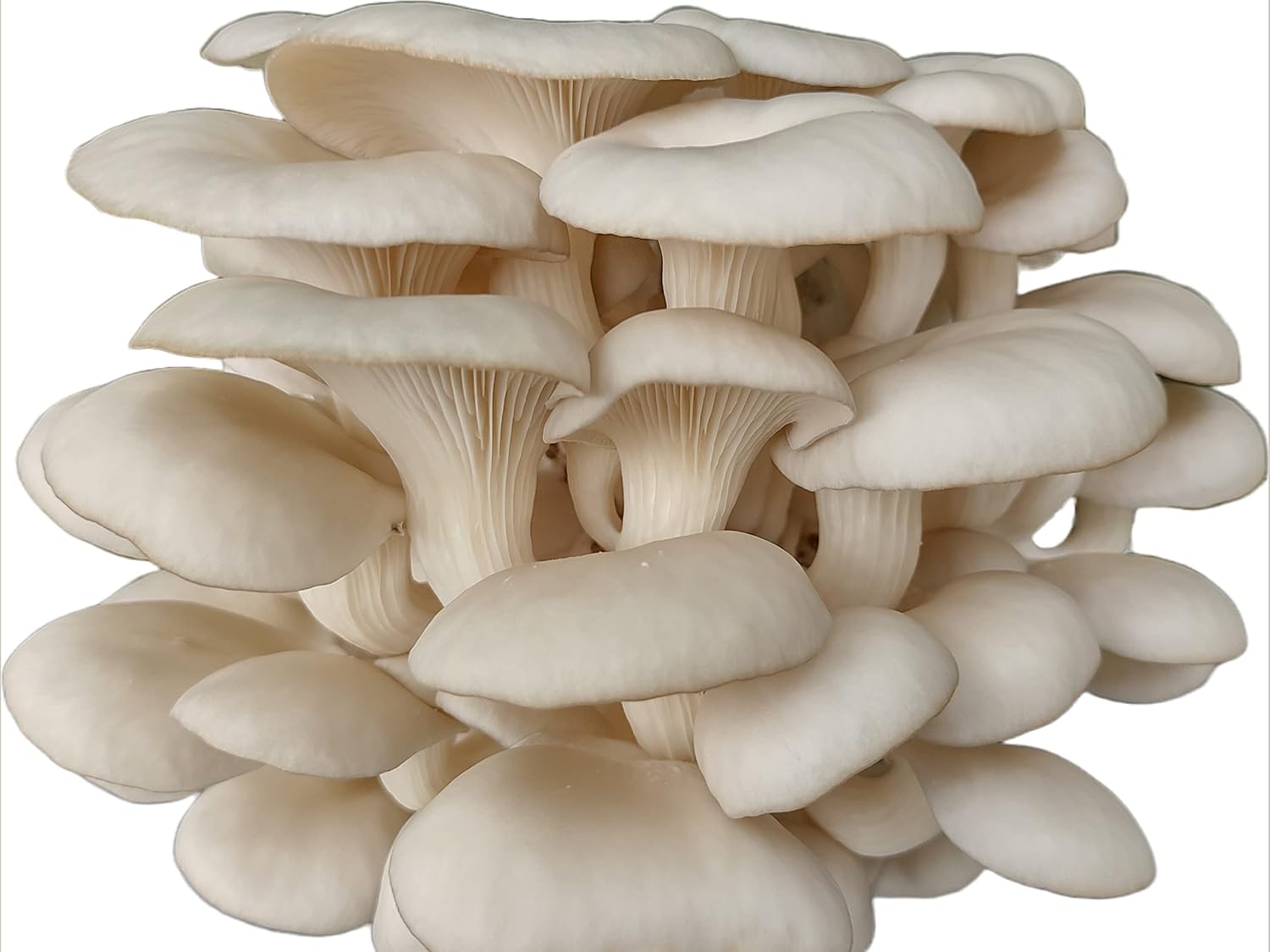 Kit de cultivo de hongos ostra Princess Pearl – Yaxa Colombia