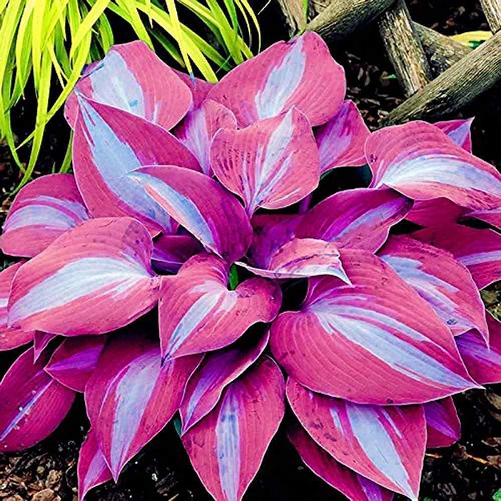 50 Stück Rosa Hosta Samen Seltene Blumensamen Helle Farben ziehen ...