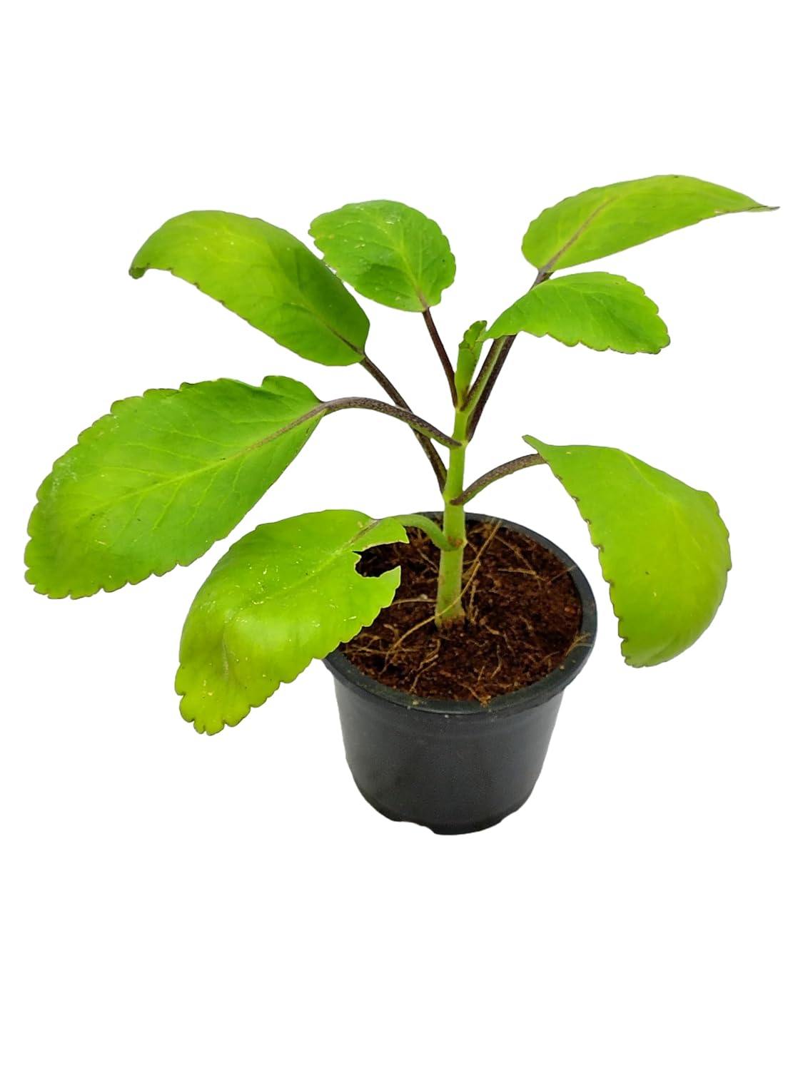 Seedtrees Patharchatta plant, patharkuchi plant, Bryophyllum Pinnatum ...