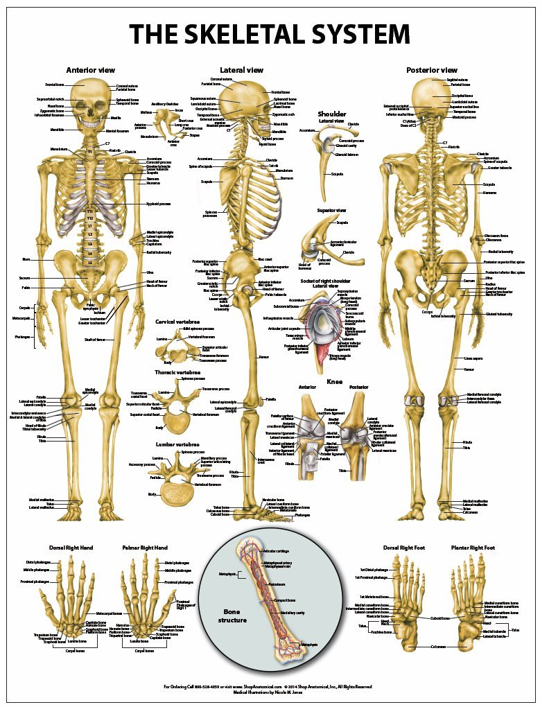 The Skeletal System Anatomical Wall Chart - Paper: Amazon.co.uk ...