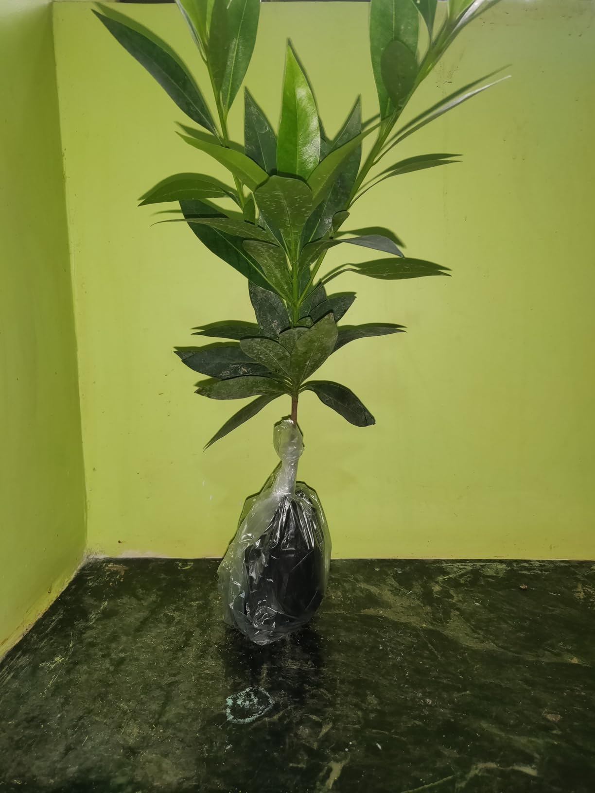 Rudraksha Plant Original Nepal Vaiety (Height 1-2 Feet) Rudraksha Plant ...