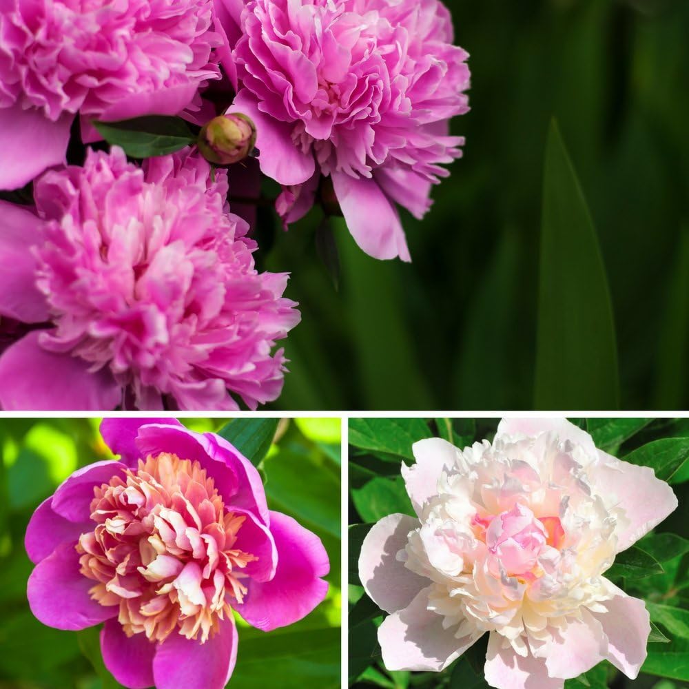 Amazon.com : Mixed Color Peony Old Fashioned Fragrant Collection ...