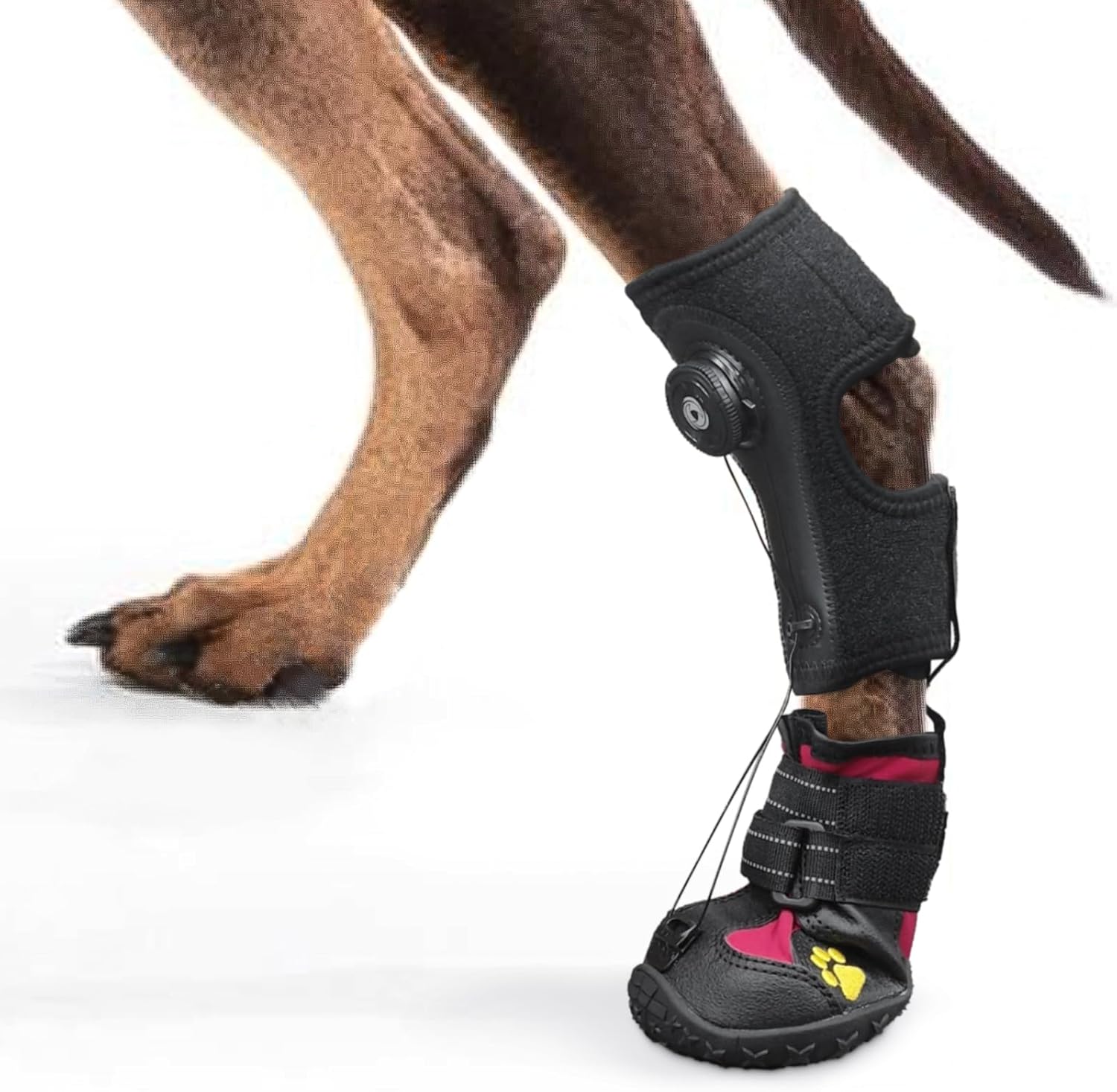 Amazon.com : Drop Foot Brace with Reel(No Knuckling Boot Brace) for Dog ...