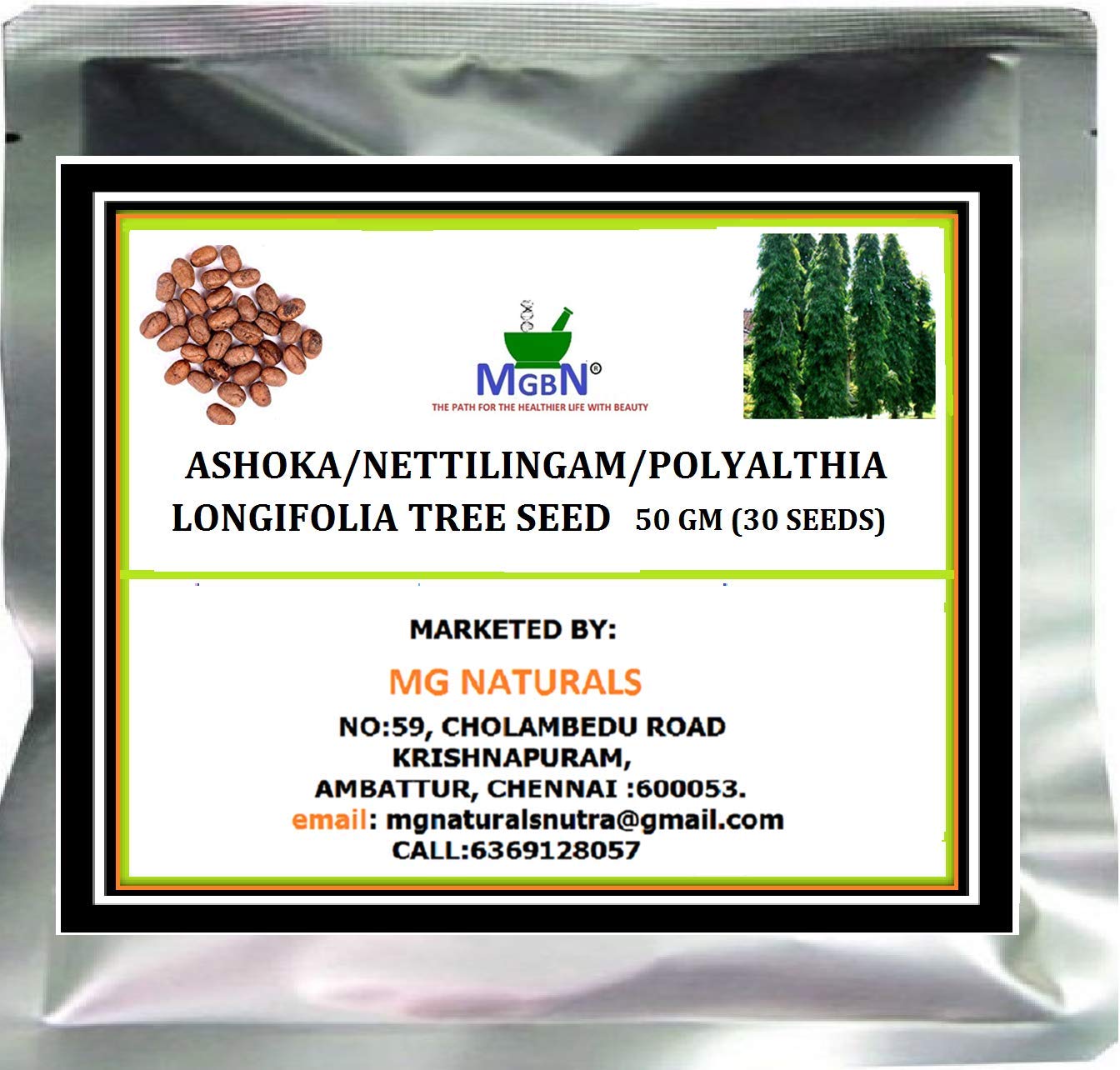ASHOKA/NETTILINGAM/POLYALTHIA LONGIFOLIA TREE SEED - 50 GM (50 SEEDS ...