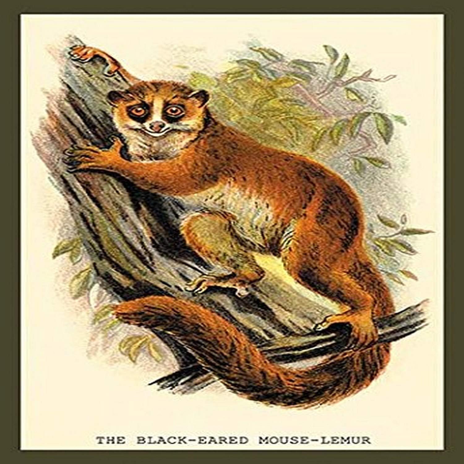 Amazon.com: Buyenlarge 0-587-15619-8-P1218 The Black Eared Mouse Lemur ...