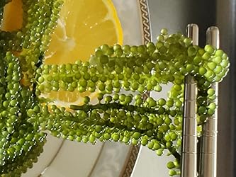 Amazon.com : Japanese Sea Grapes - The Original Umibudo Green Caviar ...