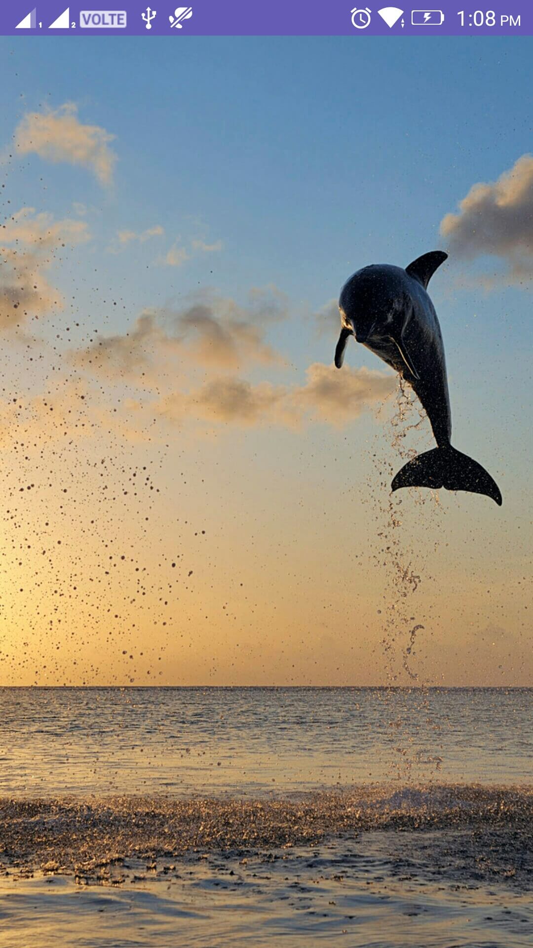 Dolphin 4K Wallpaper: app su Amazon Appstore