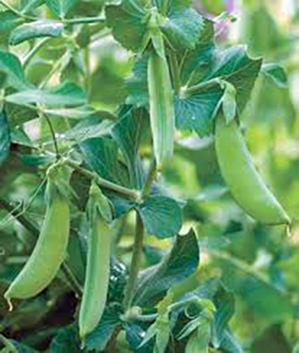 Amazon.com : Pea Seed, Early Alaska, Heirloom, Non GMO, 100 Seeds ...