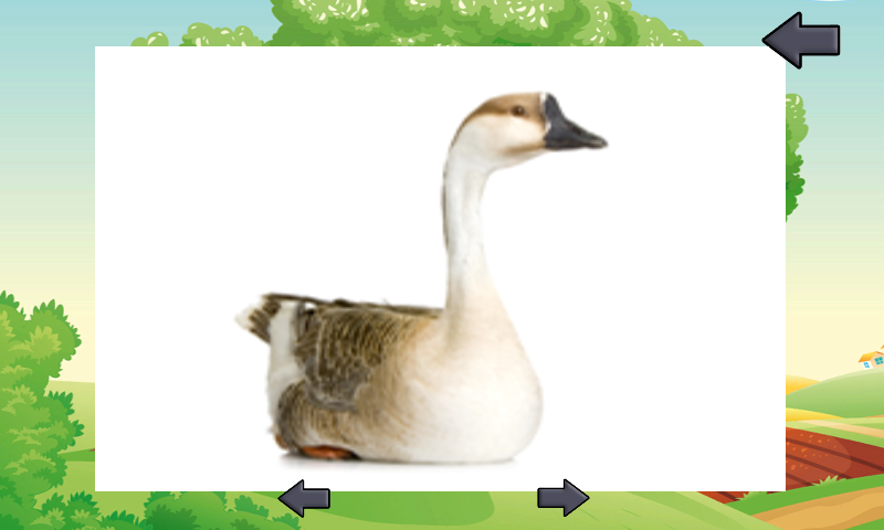 Farm Animals Curling for Kids - App on Amazon Appstore