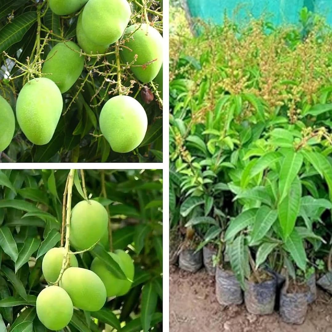 Dwarf Mango Tree Varieties India