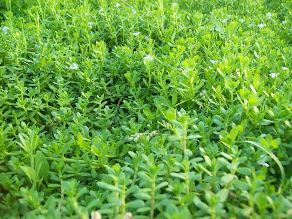Creative Farmer Ayurvedic Medicine Bacopa Monnieri, Neer Brahmi Live ...