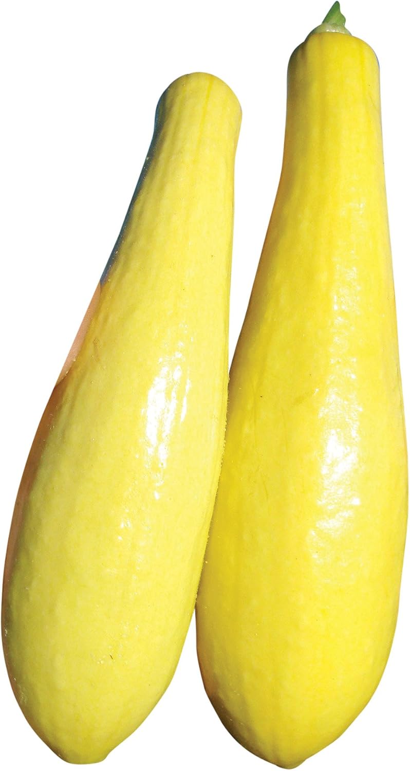 Amazon.com : Burpee Cosmos Summer Squash Seeds 25 seeds : Patio, Lawn ...