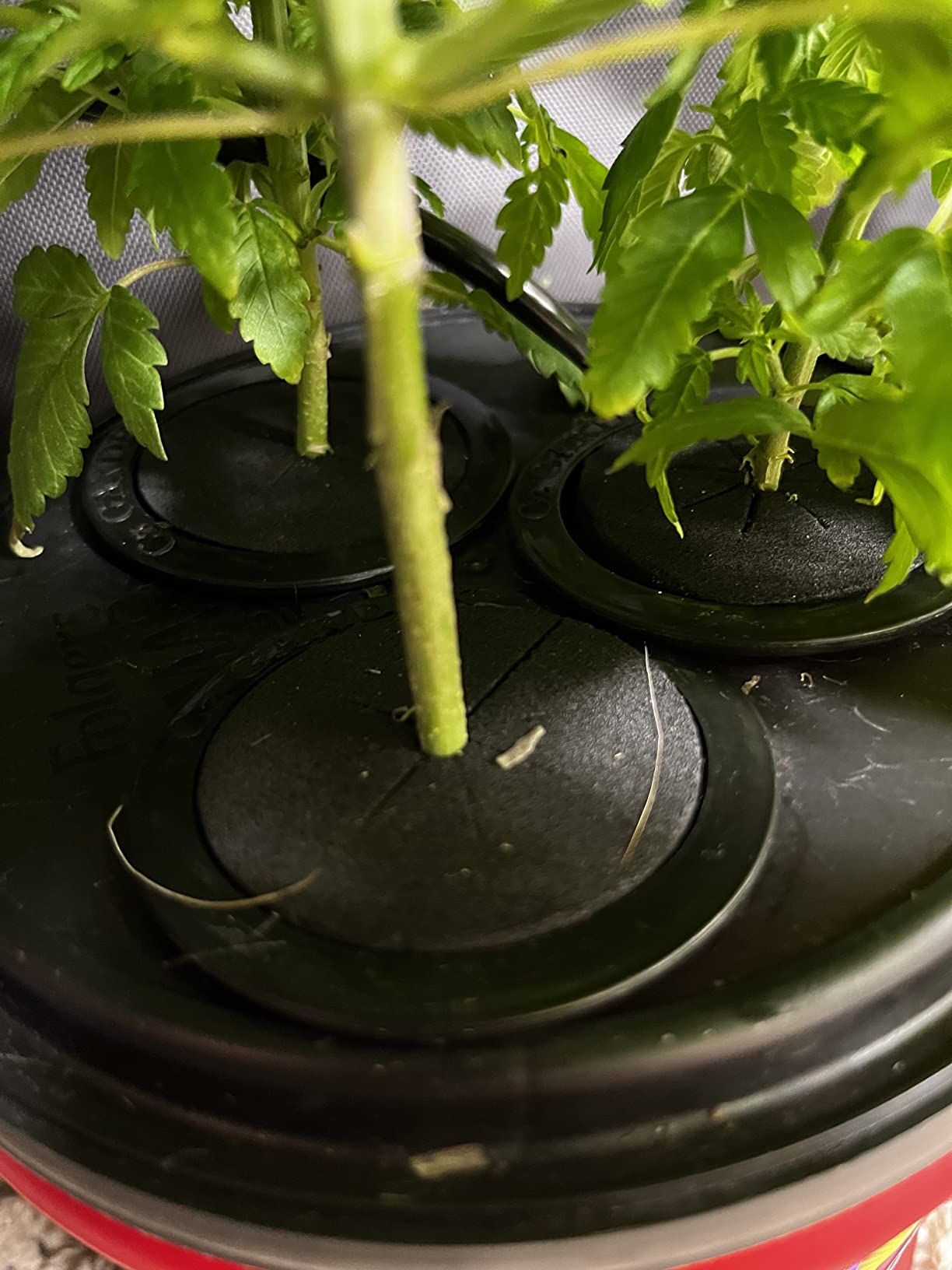 $7/mo - Finance XCEL 200 Pack Cloning Collars Inserts 2" Premium Rubber Foam Cloner Plug Fits 2 ...