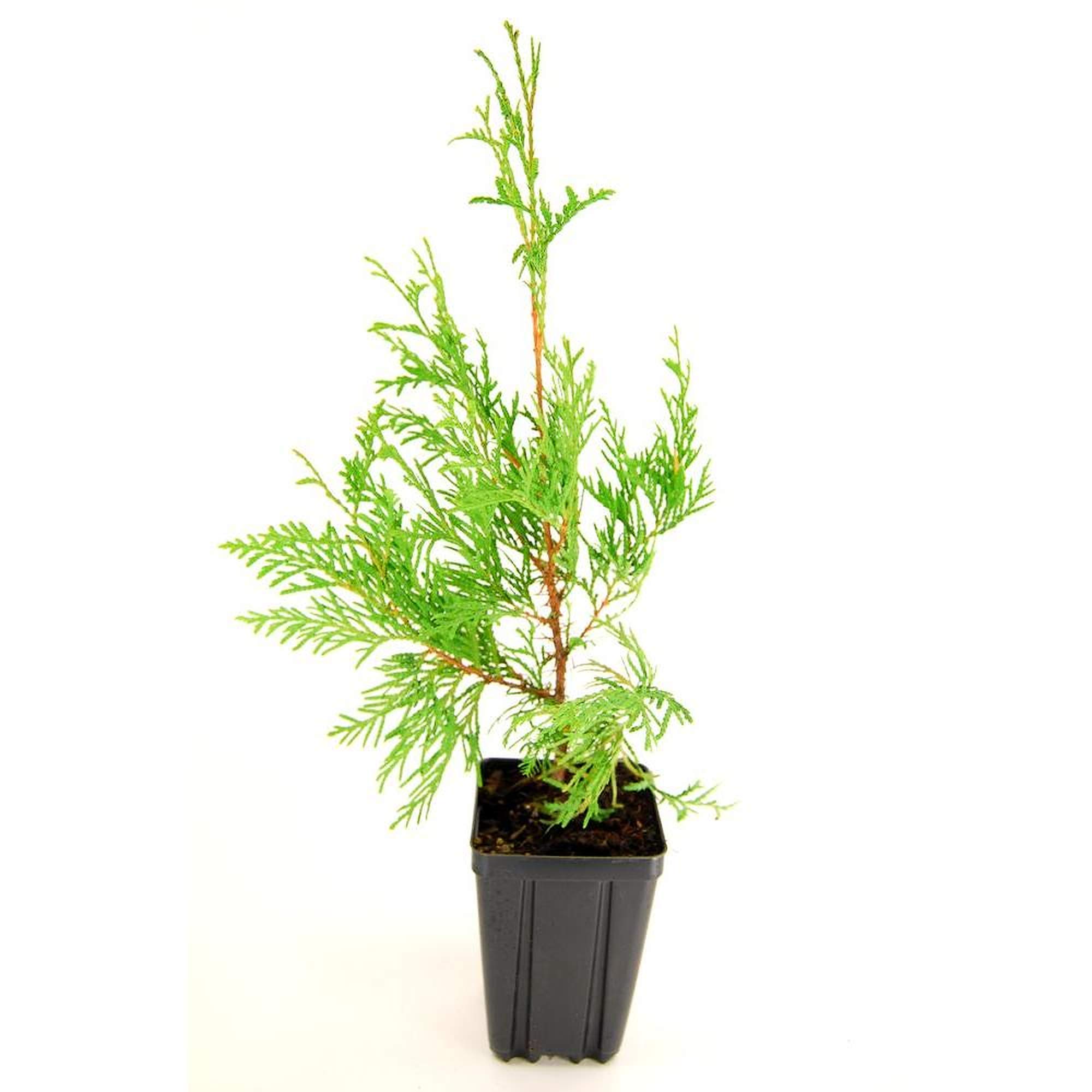 Amazon.com : American Arborvitae 50 Seeds - Thuja Occidentalis Tree ...