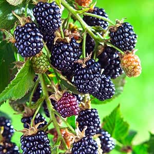 Amazon.com : Himalayan BlackBerry Seeds - "Big from Chanderlock ...