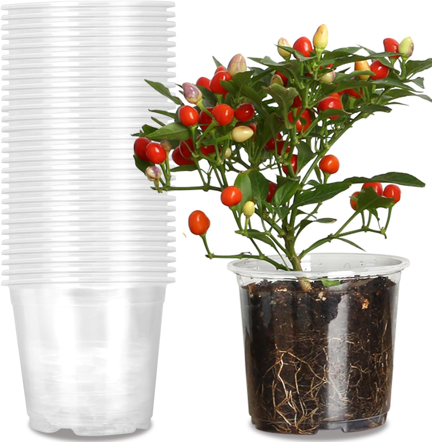 Amazon.com: TAQIXI 1 Gallon Clear Nursery Pots for Plants, 48 Packs 1 ...