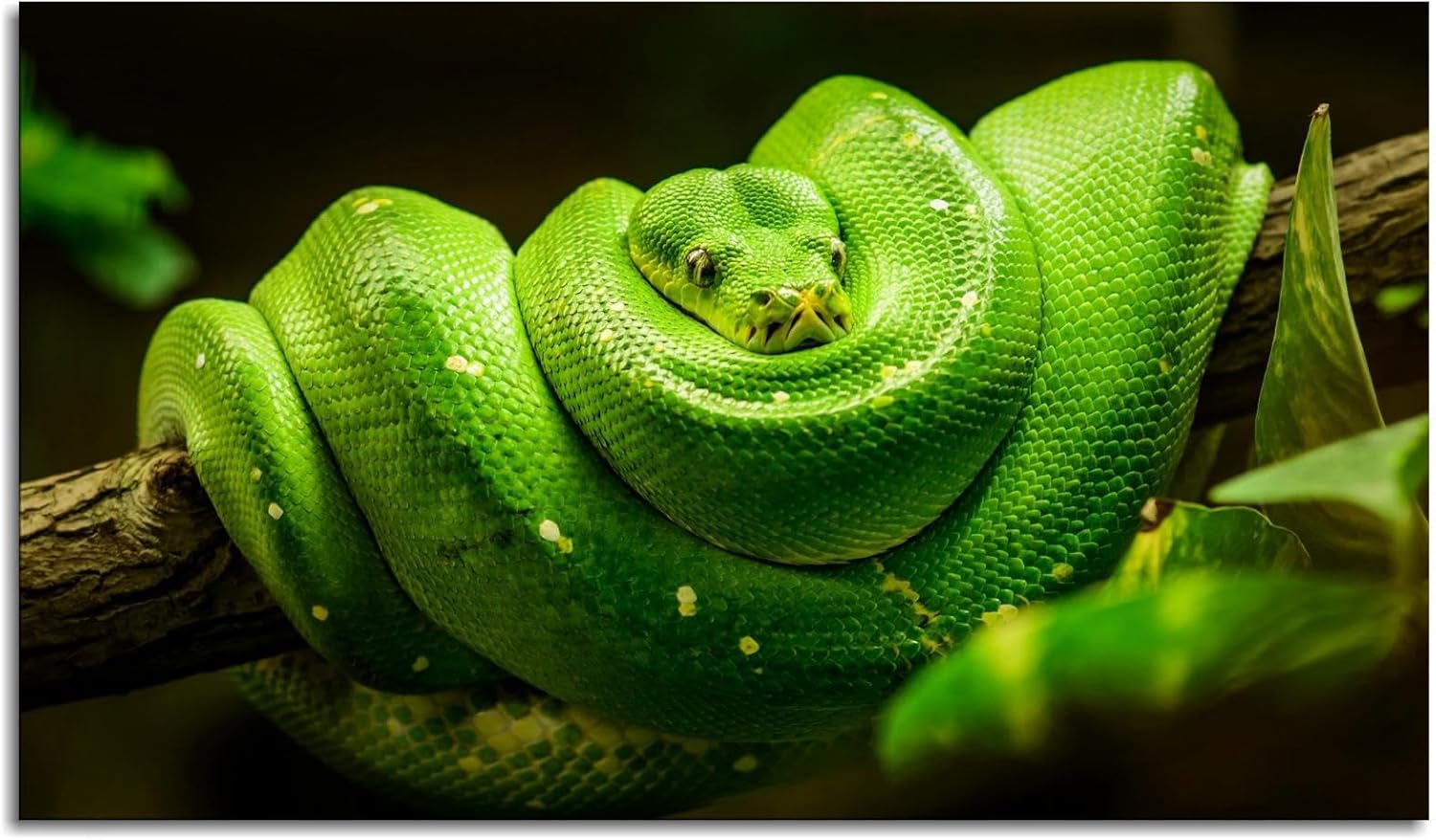 Amazon.com: heoc Canvas Wall Art Snake Posters Pictures Wall Decor ...