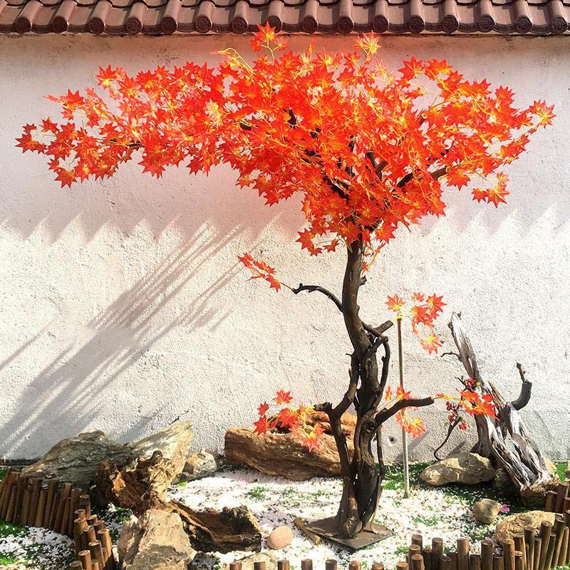 Japanese Orange Blossom Tree