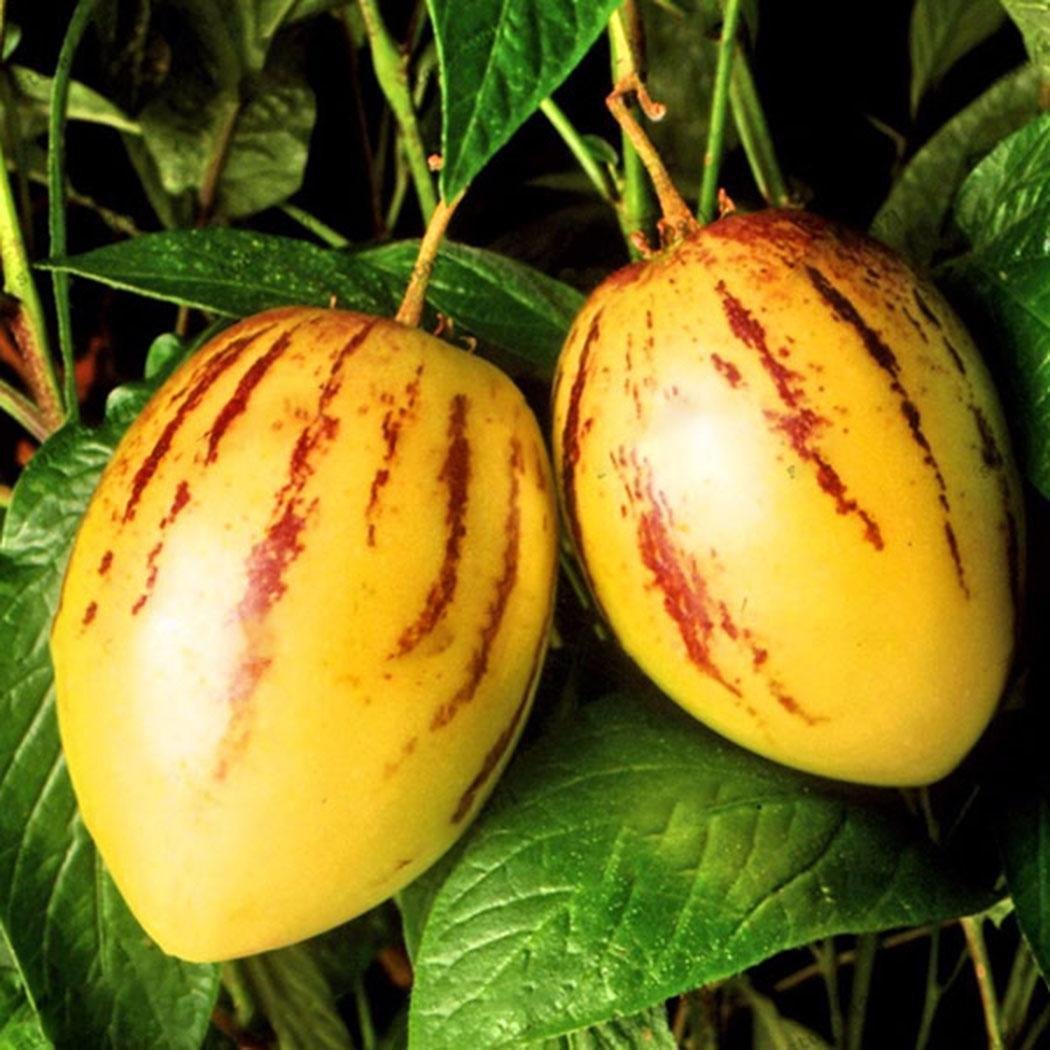 Buy Ultrey Seed House - Rare Melon Pear Mini Pepino Fruits Fruits ...