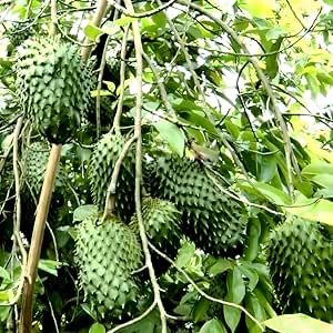 Amazon.com: Soursop Seeds - Soursop Graviola Seeds for Planting - Non-GMO - Grow Your Own ...