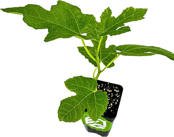 Amazon.com : Celeste Fig Tree Live Plant - Honey/Sugar Fig - Ficus ...
