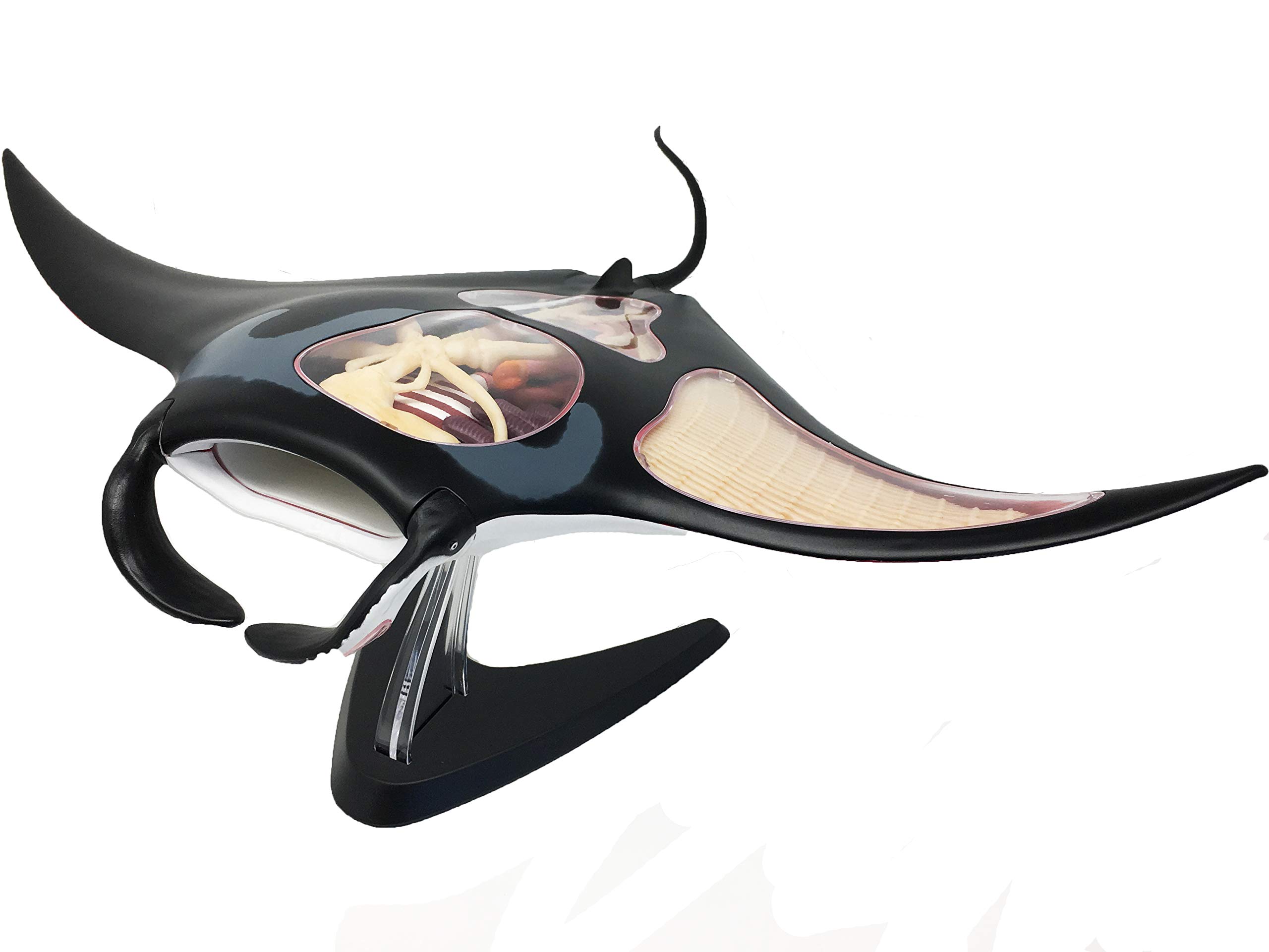 Anatomías De Man Ray