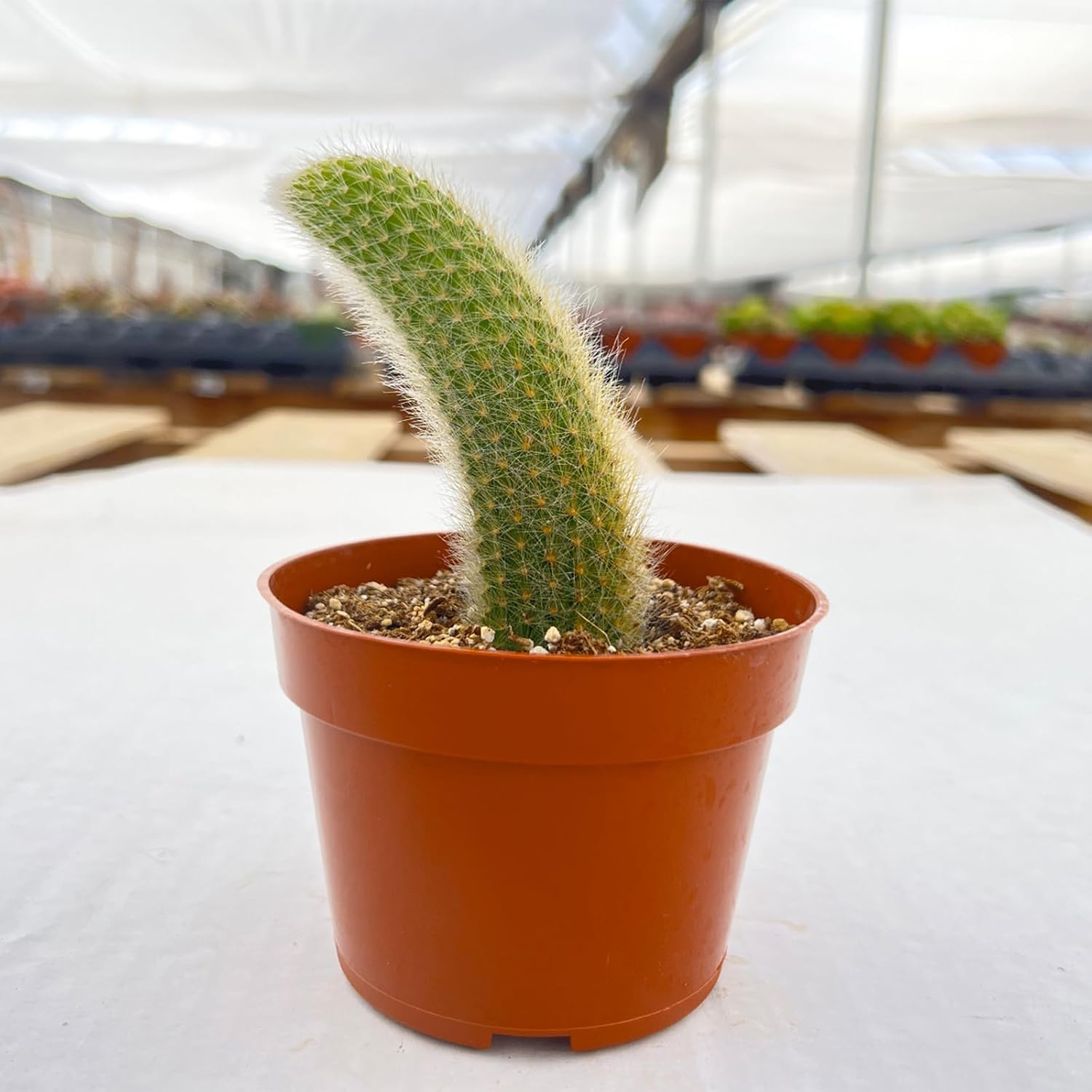 Amazon.com : Sprout N Green Monkey Tail Cactus | Hildewintera ...
