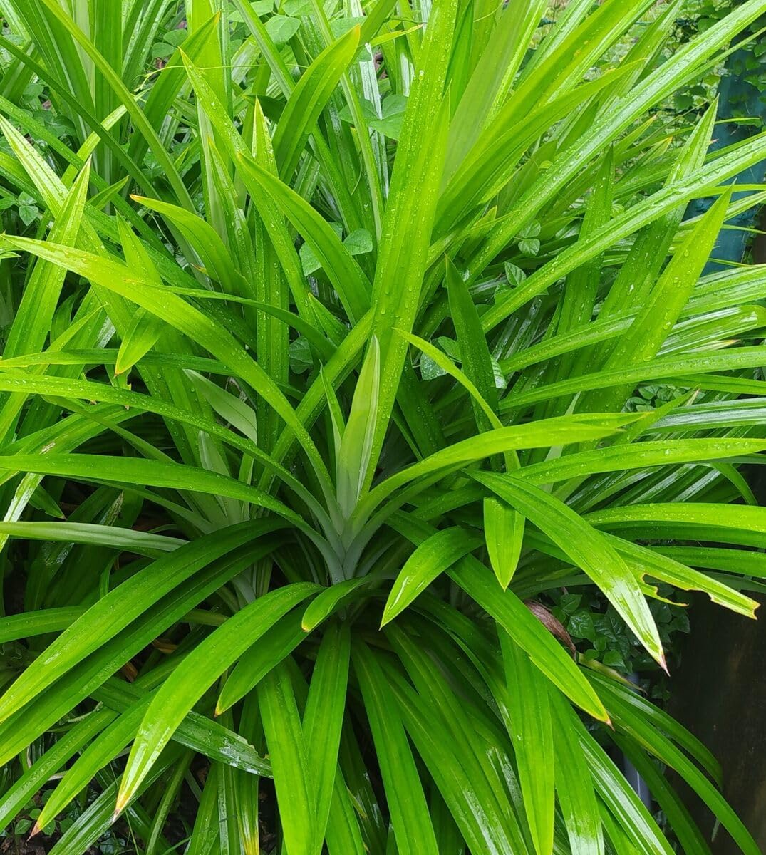 Green Paradise Pandanus Amaryllifolius Plant Pandan Plant Rambha Plant ...