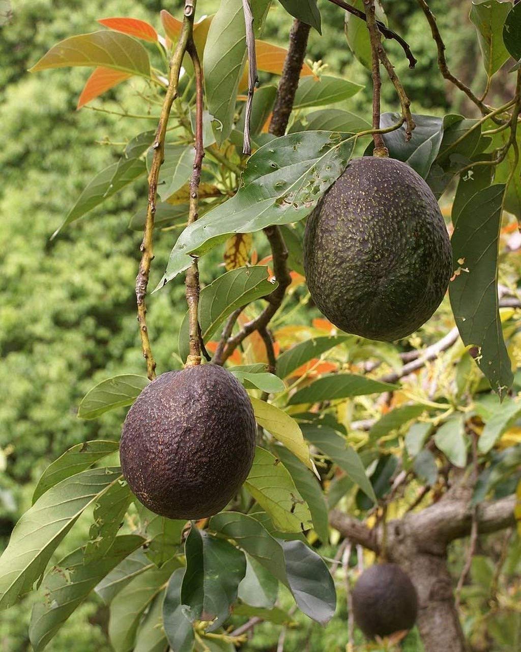 Creative Farmer Gardens Rare Exotic Dwarf Avocado Fruit Persea ...