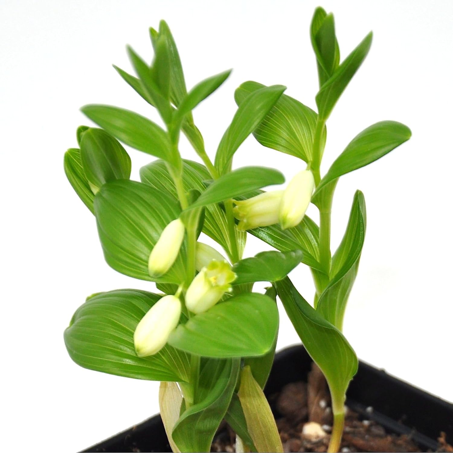 Amazon.com : Polygonatum humile, Dwarf Solomon's Seal, Shade Plant ...