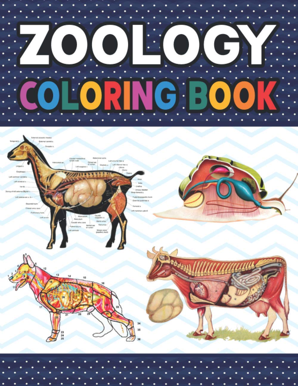 Zoology Coloring Book Learn The Zoology And Enhance Your Practice ...