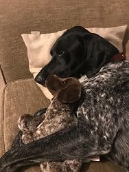 Amazon.com: Douglas Ivan German Pointer Dog Plush Stuffed Animal : Toys ...