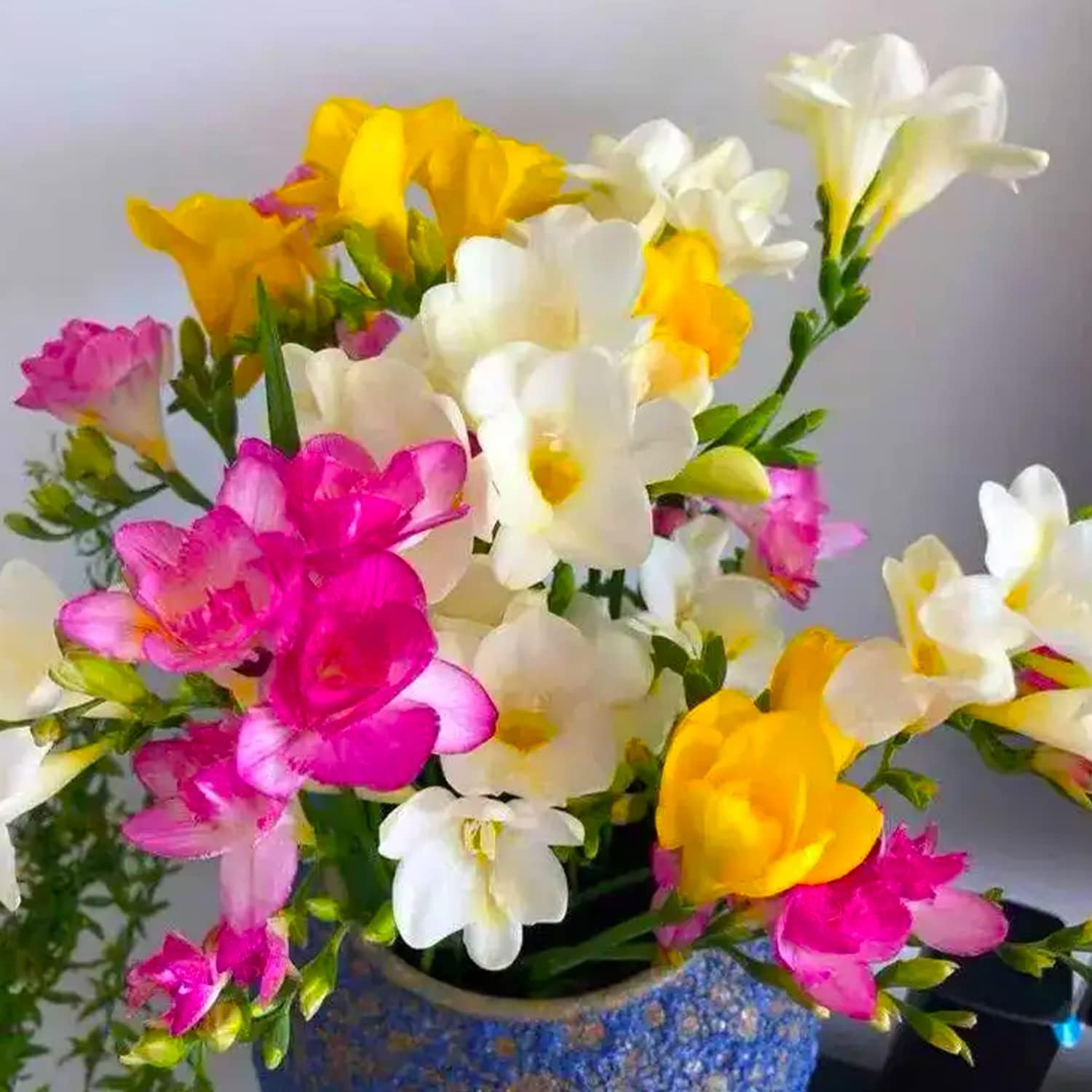 Amazon.com : 10 Freesia Double Bulbs Mixture, Bloom Year After Year ...