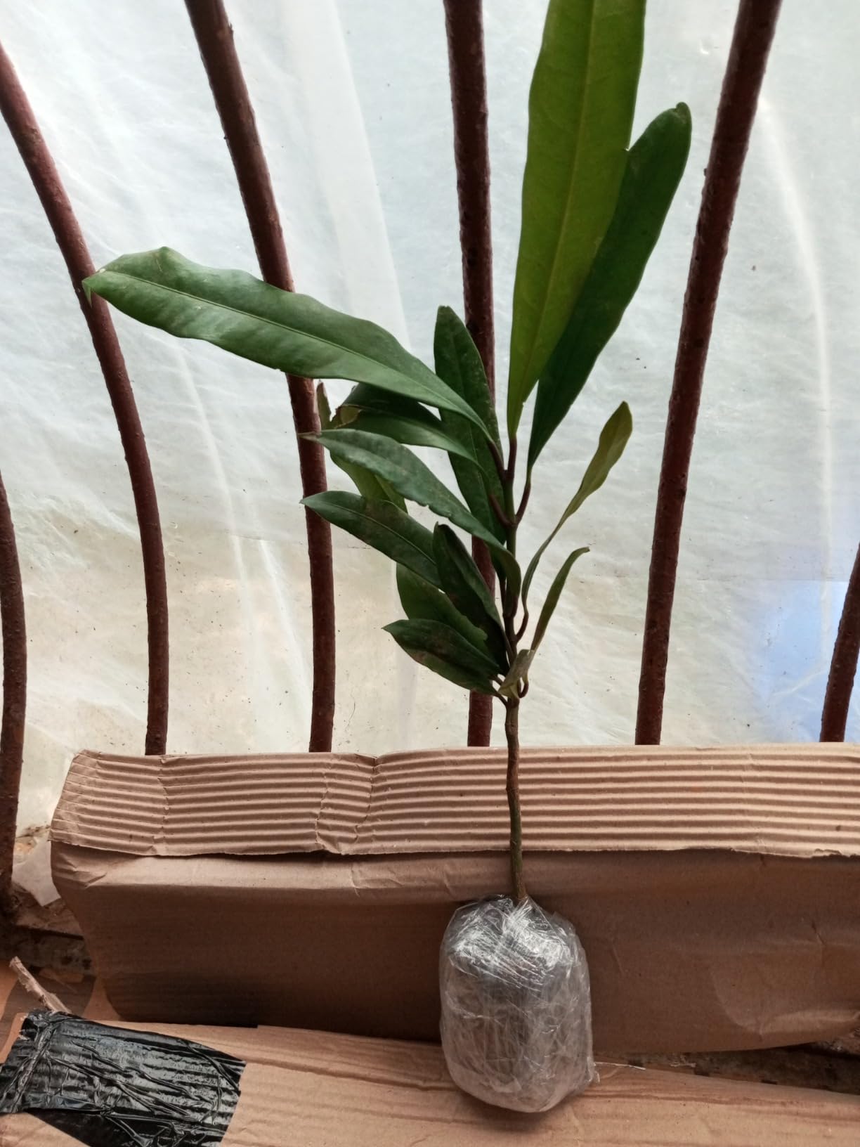 Hug A Plant | Raja Puli (Garcinia Indica) Kokum Fruit Live Plant (Home ...