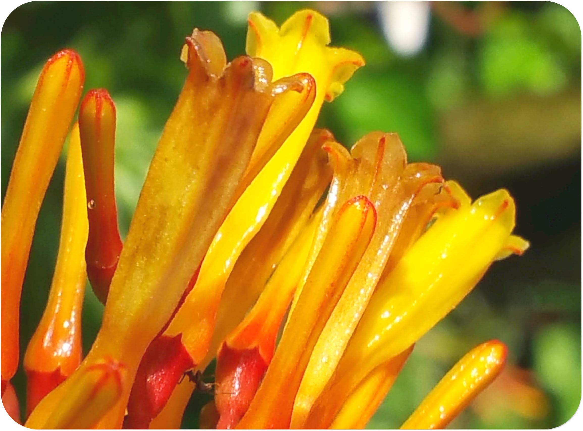 Amazon.com : Firefly Dwarf Scarlet Red Firebush Shrub Live Plant Orange ...
